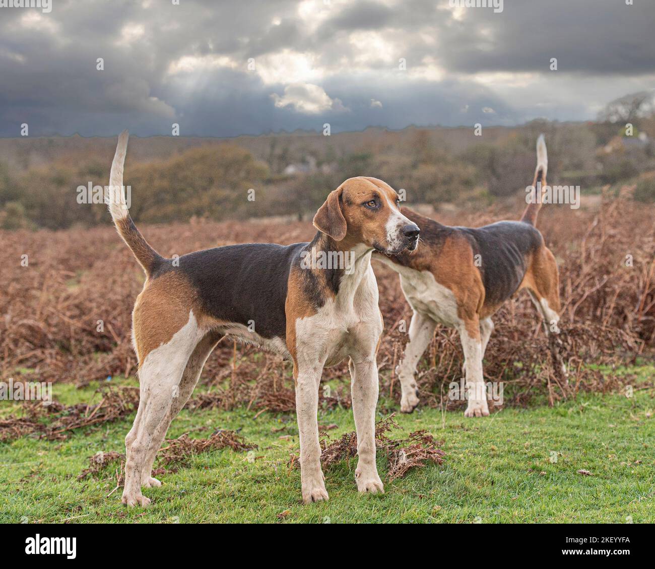 Couple of foxhounds Stock Photo - Alamy