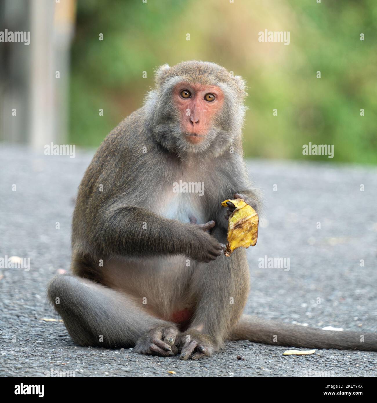 Wild Formosan macaque, Formosan rock monkey also named Taiwanese ...
