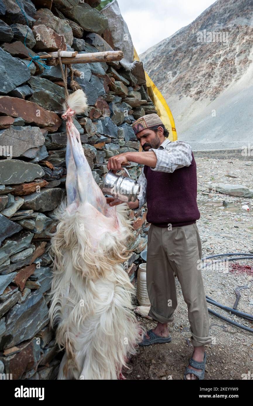 man skinning a slaughtered animal behind a stone house in the Himalayas ...