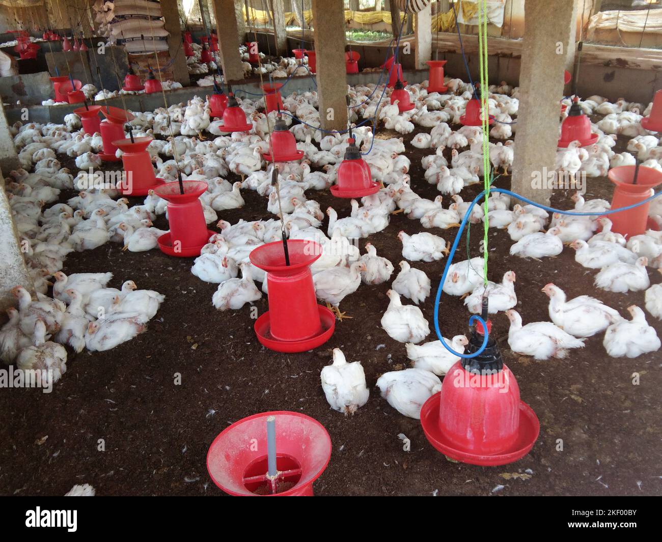 Broiler hen in chicken coop hi-res stock photography and images - Alamy