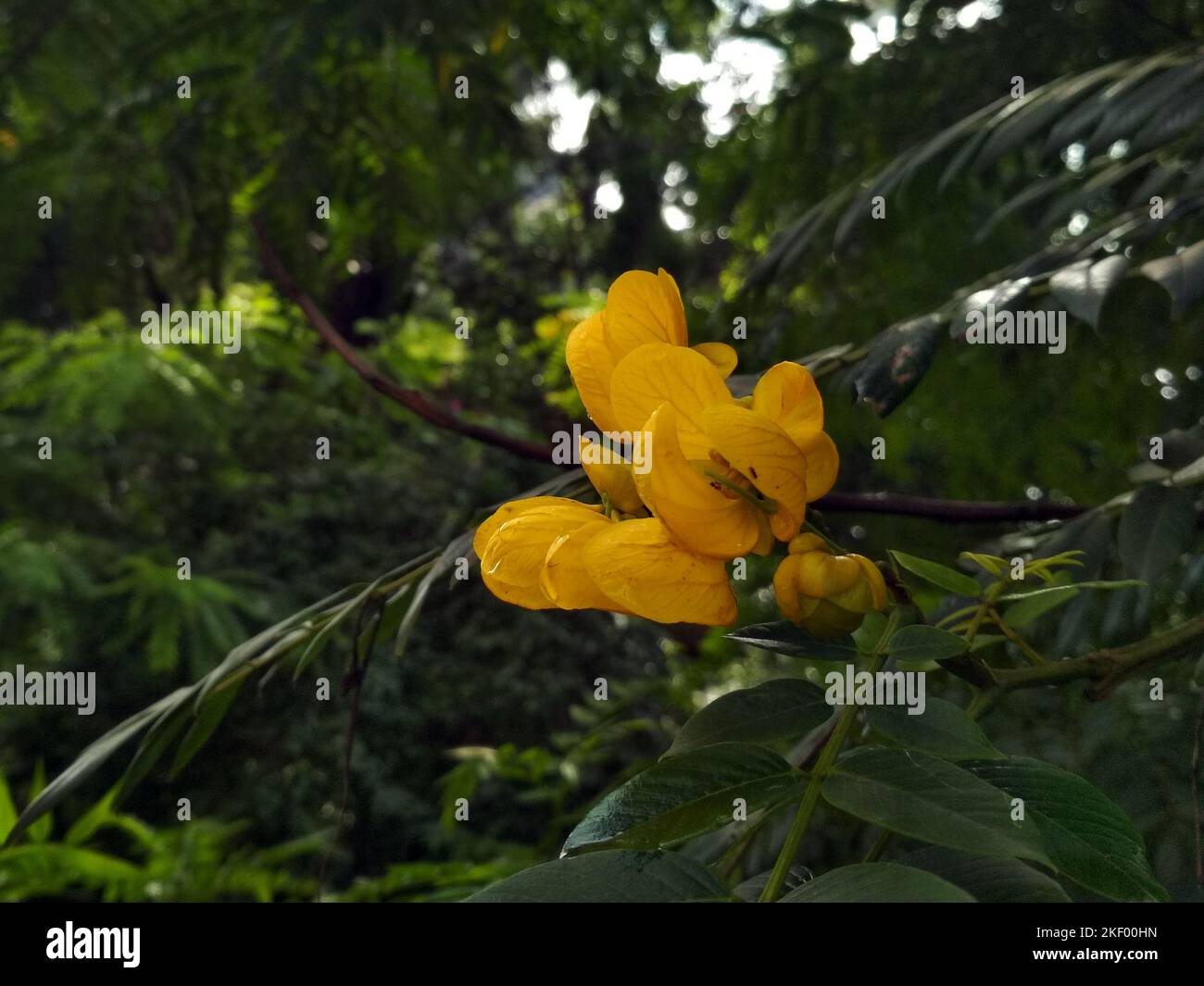 A vibrant cluster of yellow Senna spectabilis flowers blooms from a ...