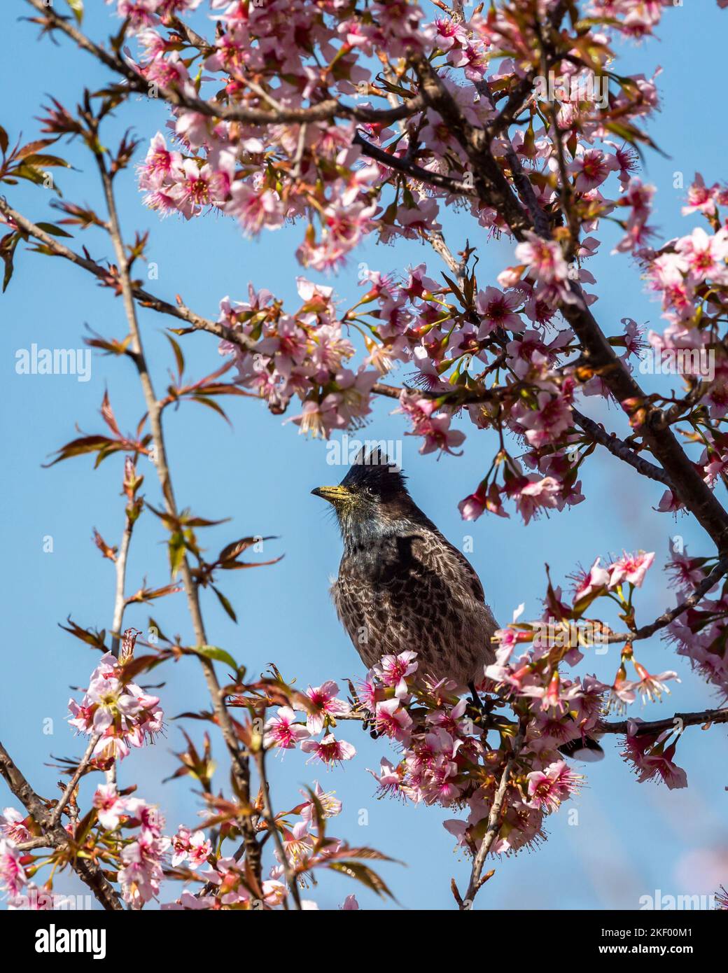 red vented bulbul or Pycnonotus cafer bird closeup perched on pink ...