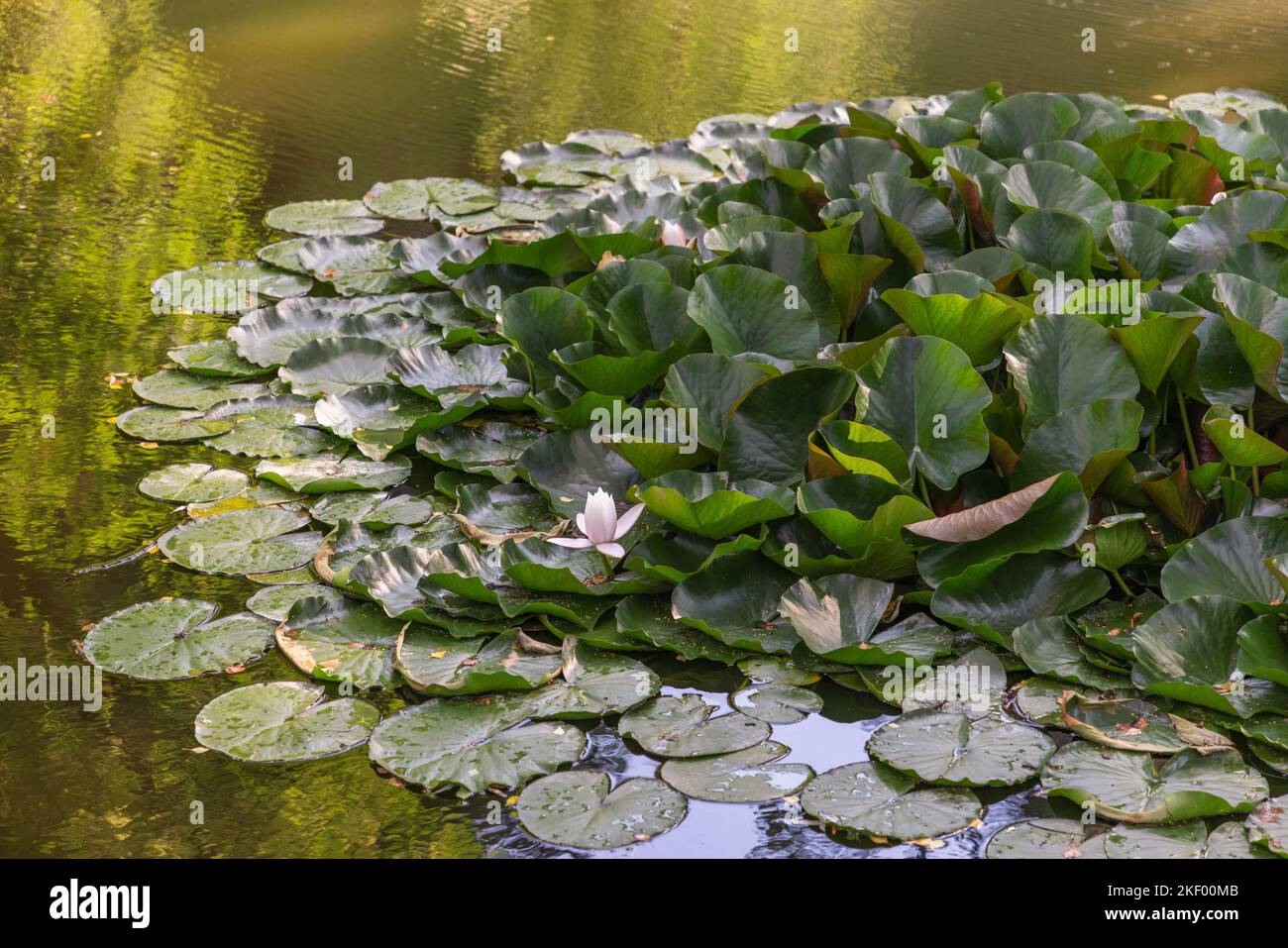 Abundantly overgrown Nymphaea leaves with a single opened white flower ...