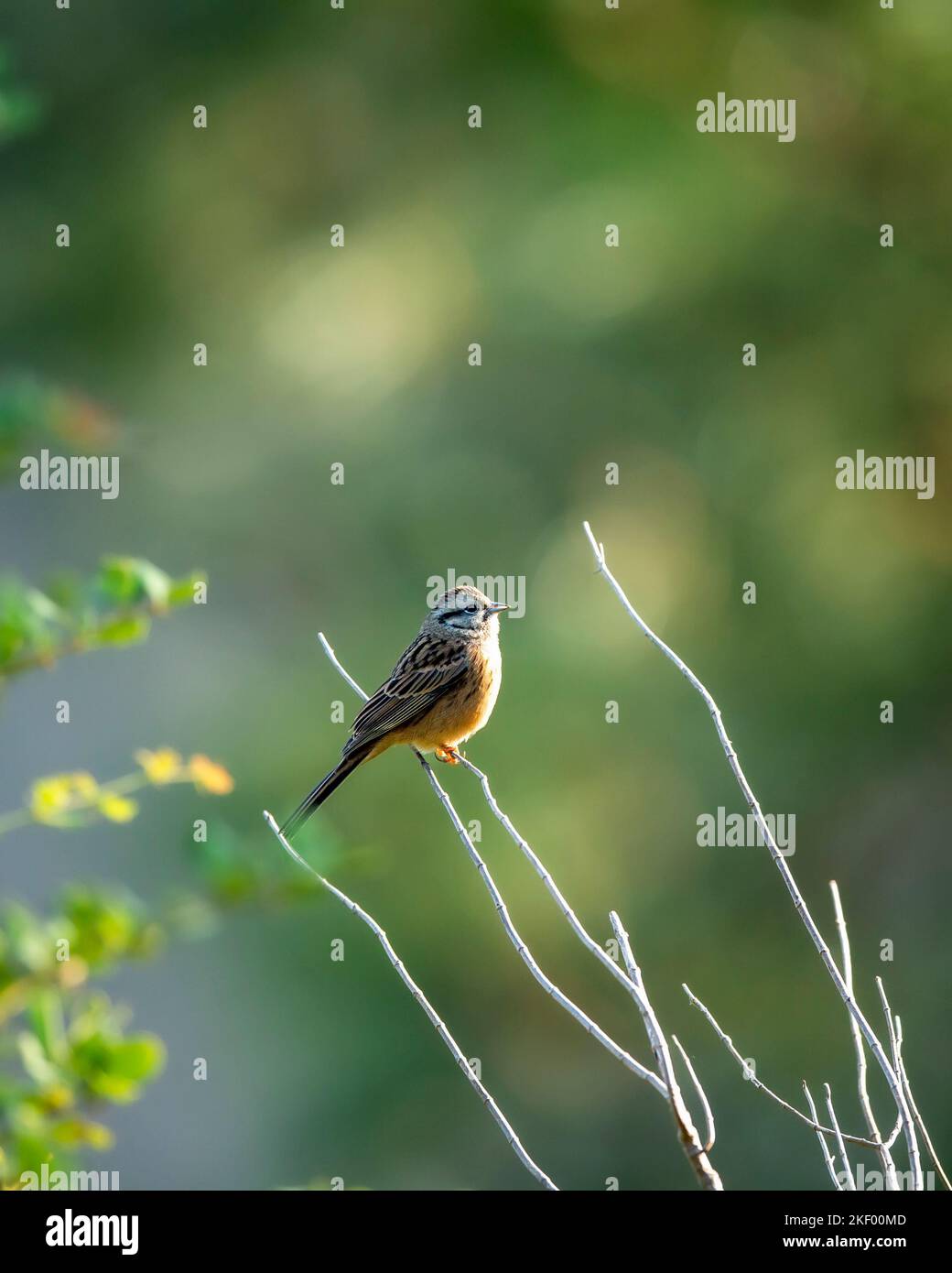 rock bunting or Emberiza cia bird in natural green background in winter ...
