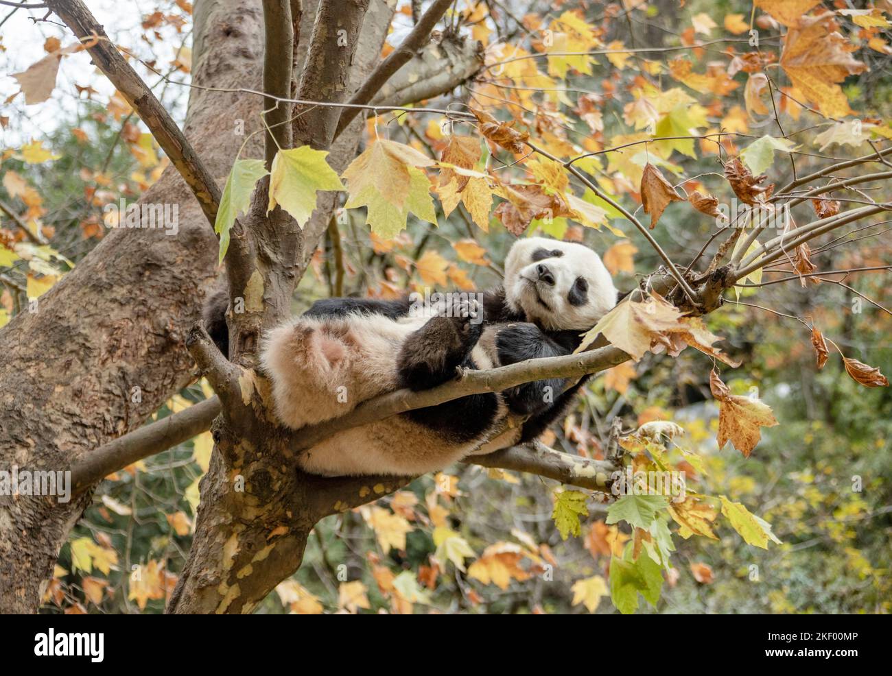 The giant panda is enjoying the autumn time in Wenchuan County ...
