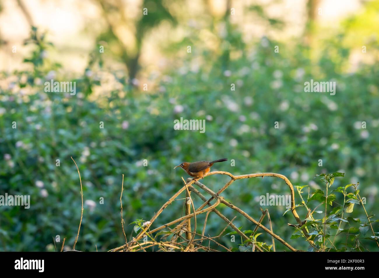Peched bird hi-res stock photography and images - Alamy