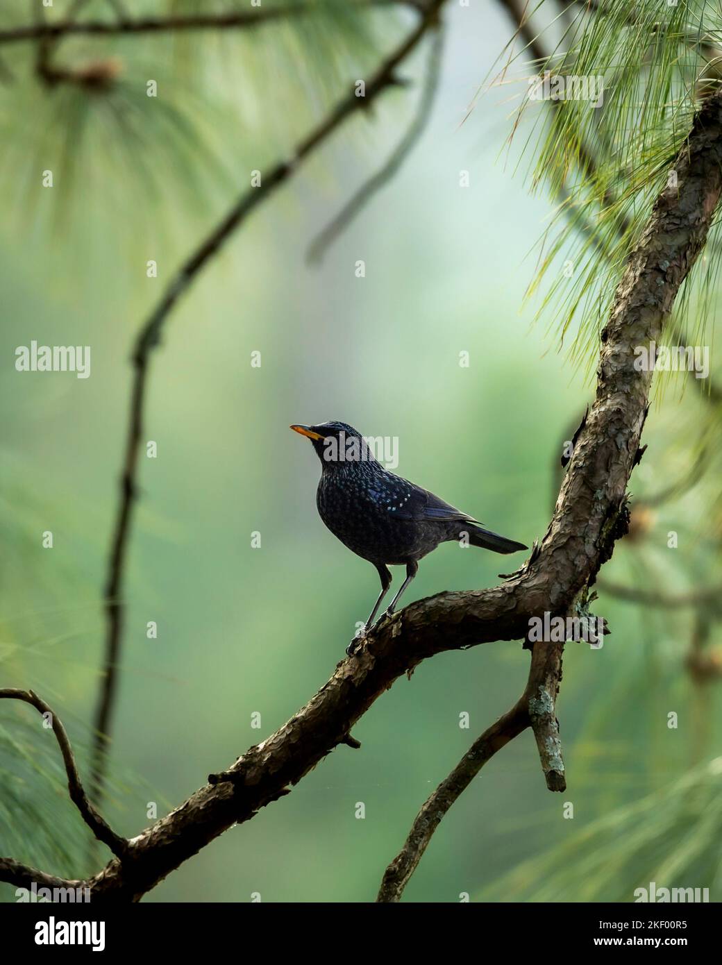 Himalayan forest thrush bird hi-res stock photography and images - Alamy