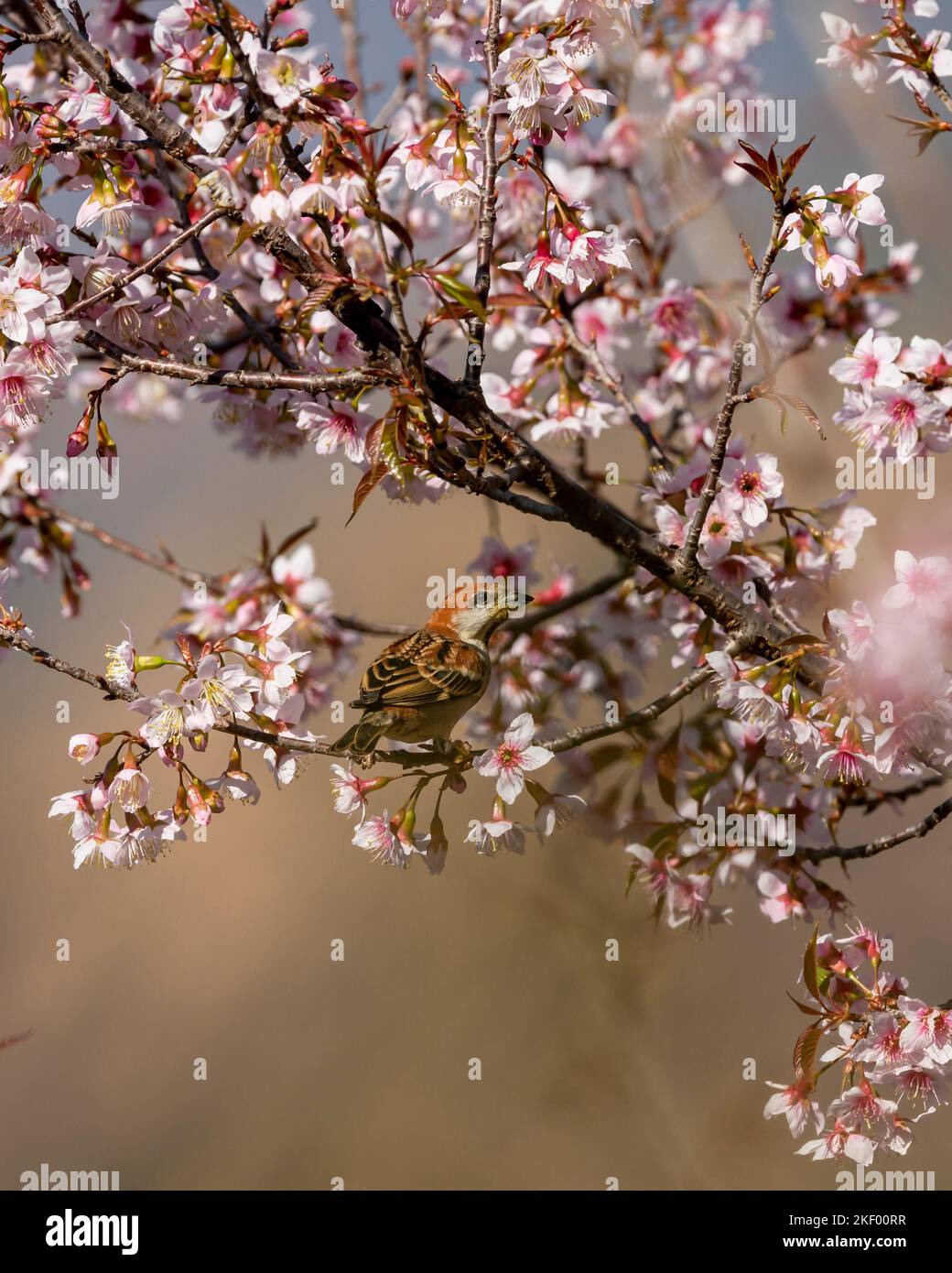 russet sparrow or Passer rutilans or cinnamon tree sparrow perched on ...