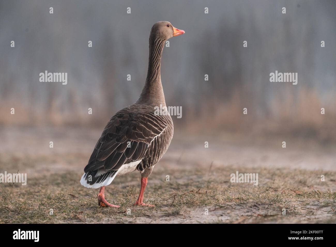 A selective back view of a walking Graylag Goose (Anser anser) on a dry ...
