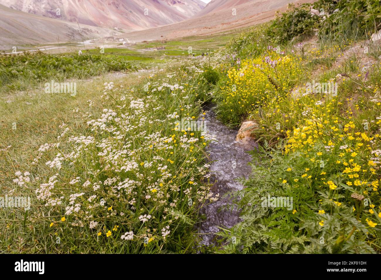 Wildflowers growing on the banks of a mountain stream flowing through a ...