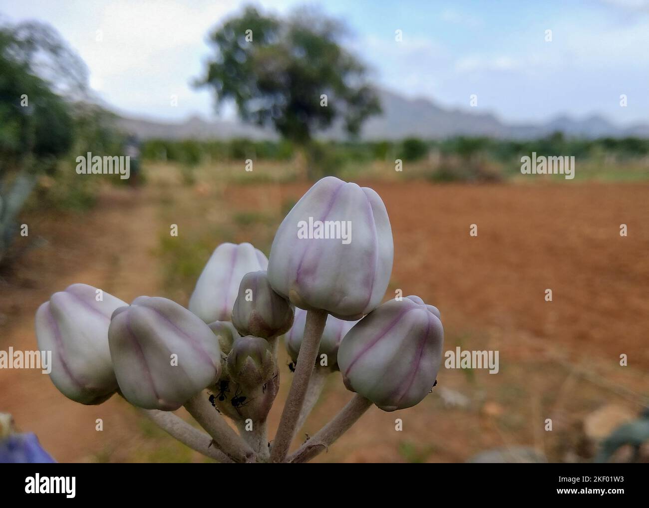 A closeup of a cluster of Calotropis procera buds, commonly known as ...