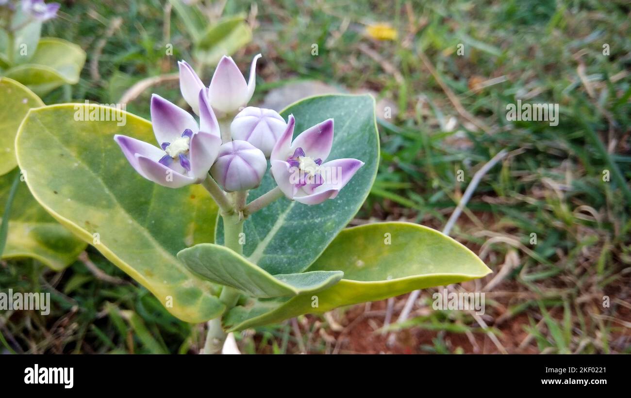 Calotropis gigantea hi-res stock photography and images - Alamy
