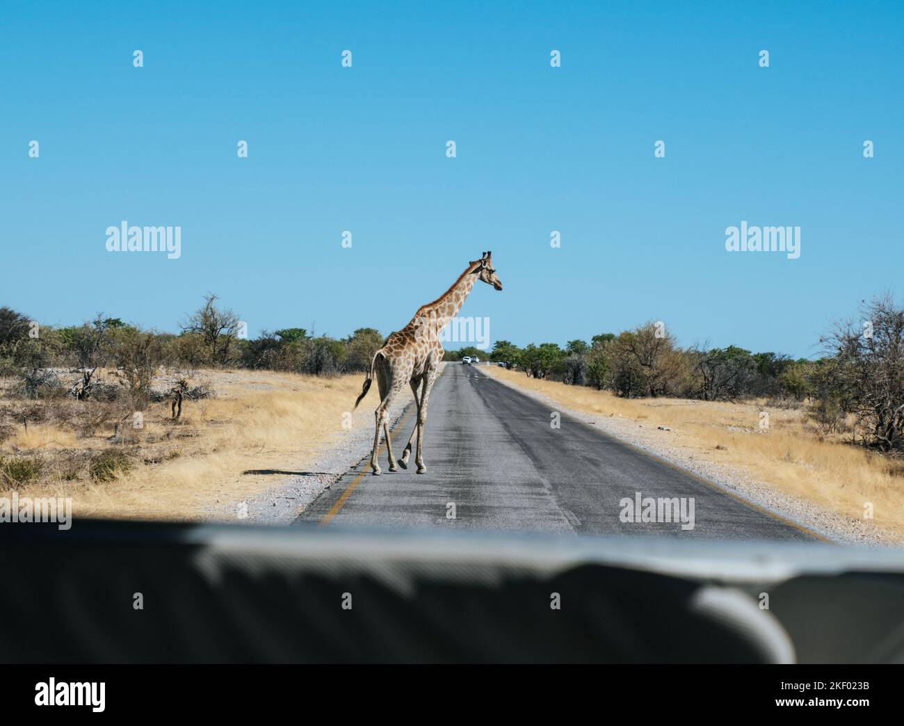 Giraffe crossing the street at Etosha National Reserve in Namibia Stock ...