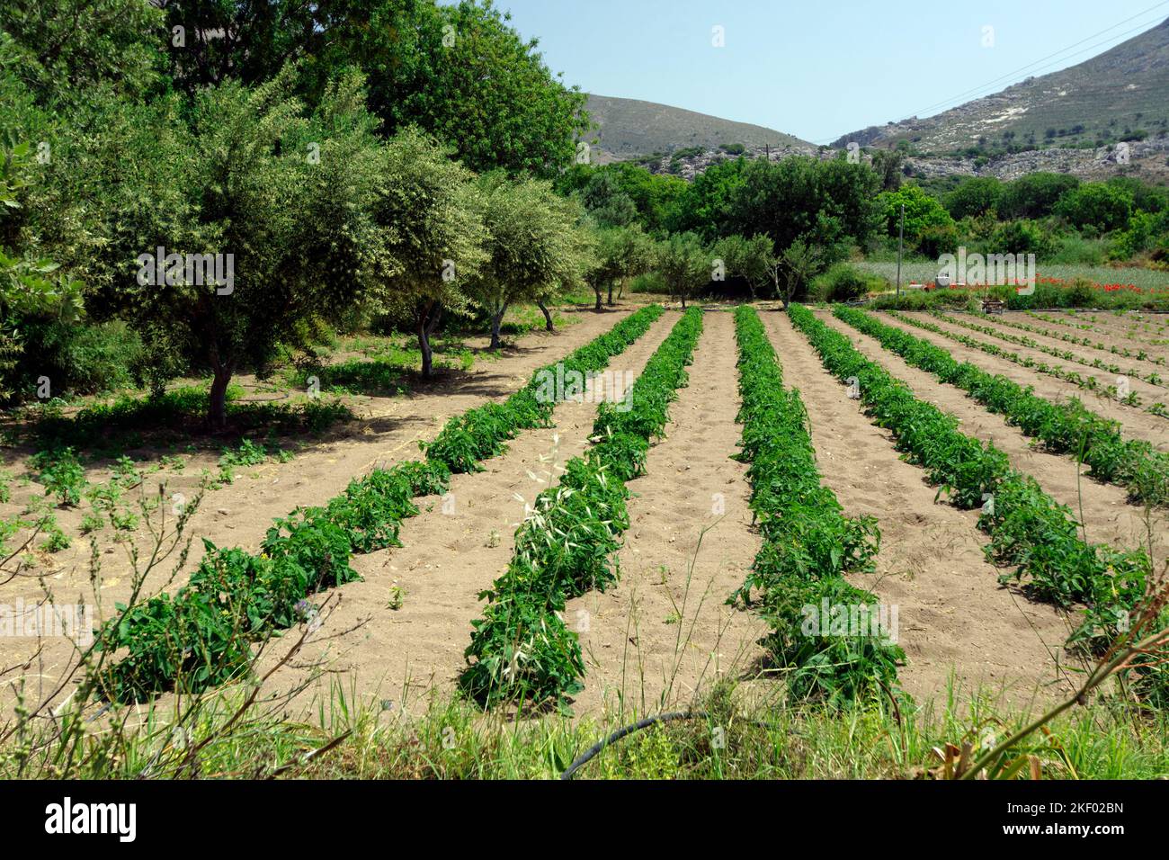 Farming, Eristos Valley,Tilos, Dodecanese islands, Southern Aegean ...