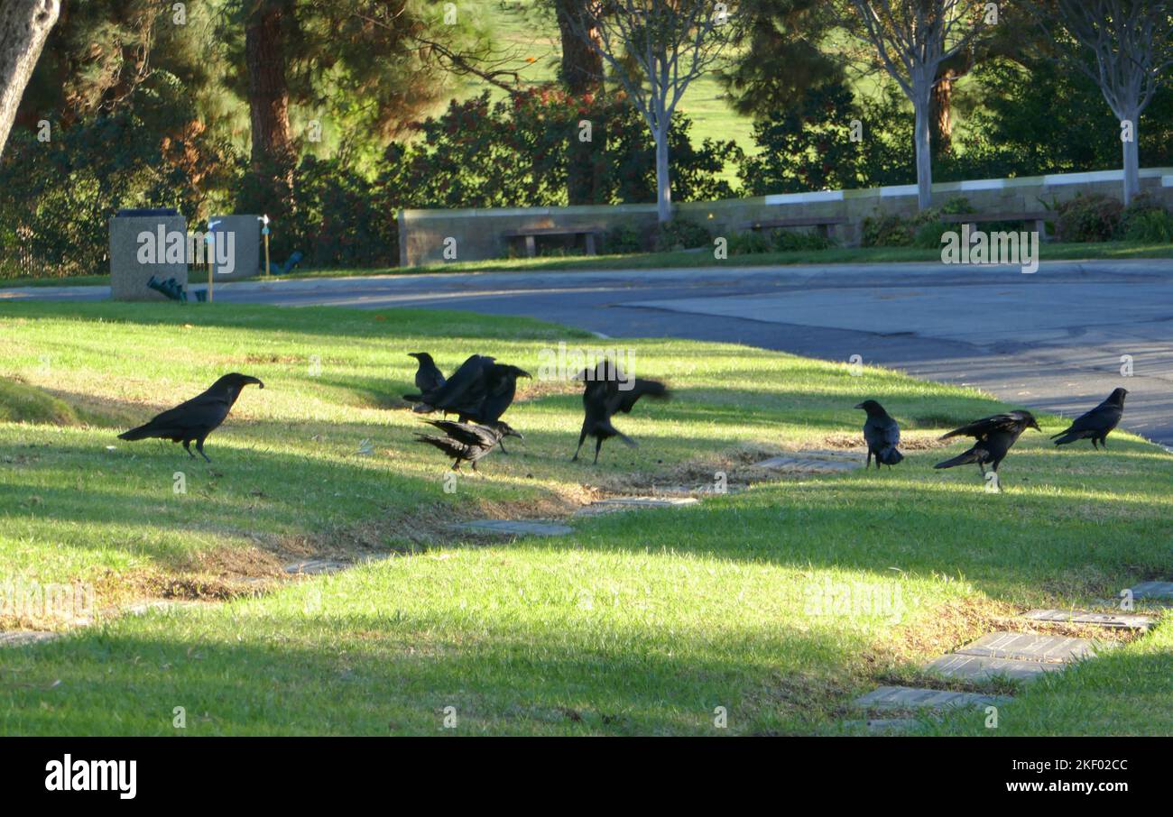 Los Angeles, California, USA 10th November 2022 Ravens/crows at Mount ...