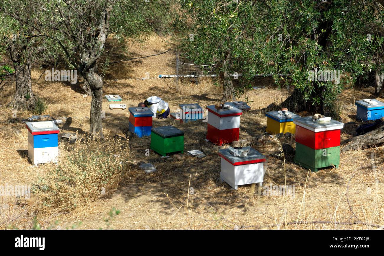 Beekeeping tourism hi-res stock photography and images - Alamy