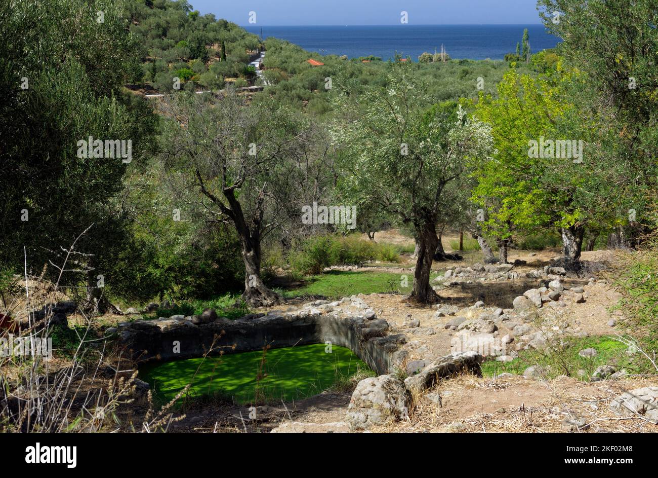 Olive grove, Lesbos, Northern Aegean Islands, Greece Stock Photo - Alamy