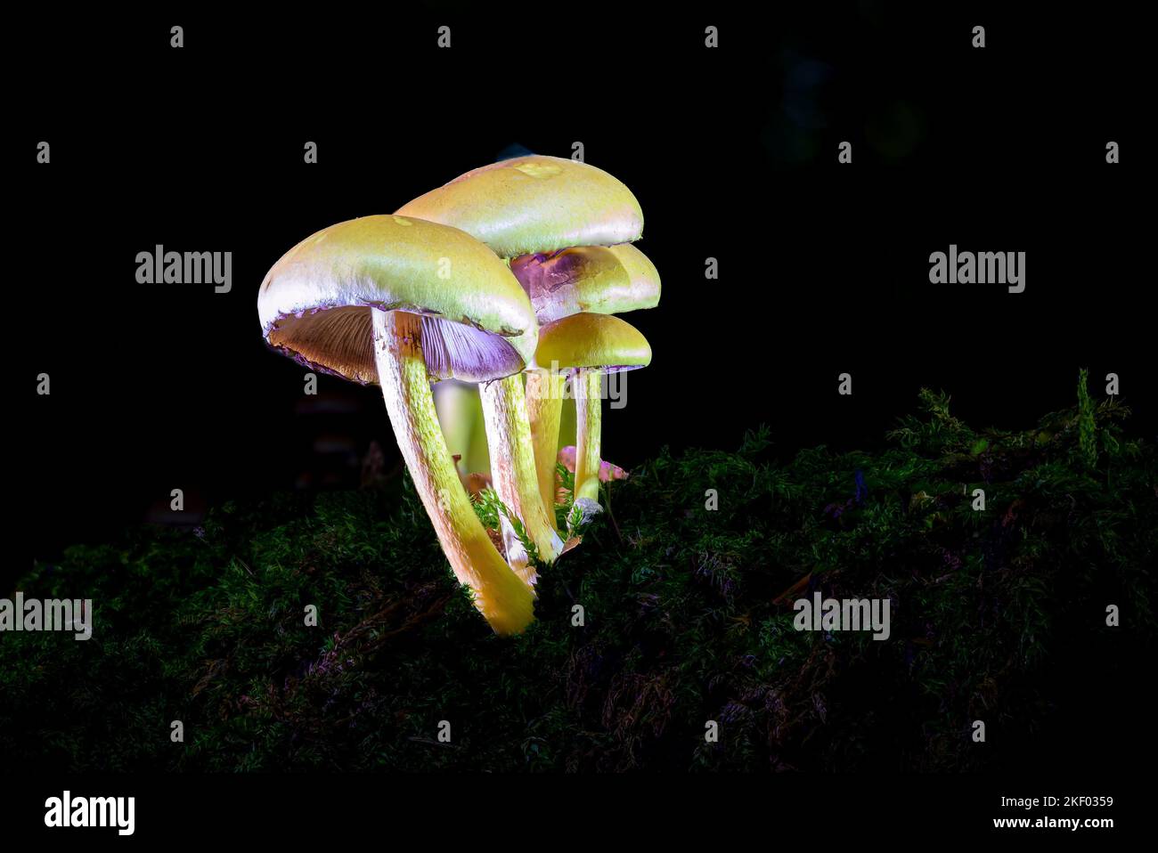 A view of a beautiful mushroom in the forest with green moss in nice ...