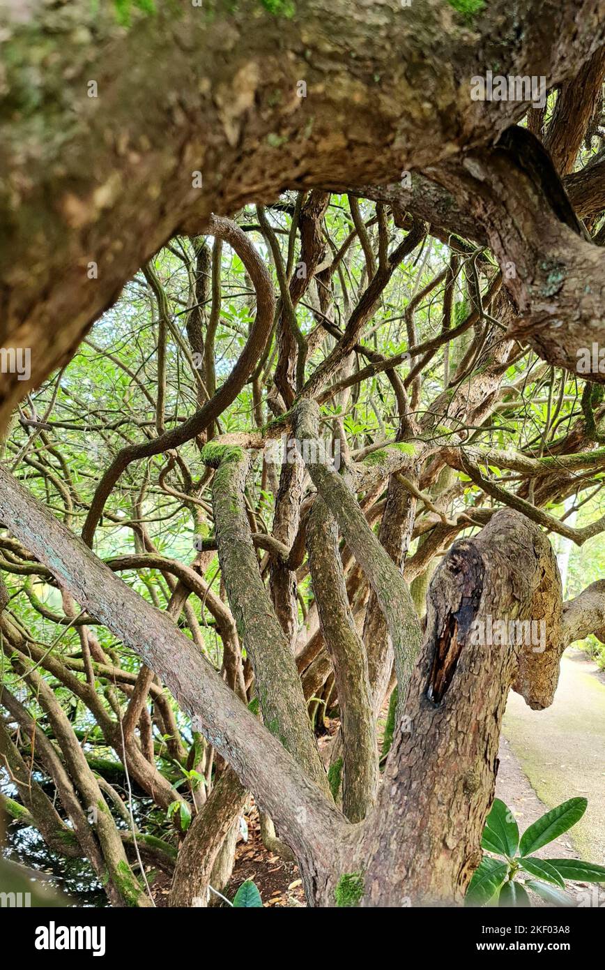 Beautifully knotted branches of tree Stock Photo - Alamy