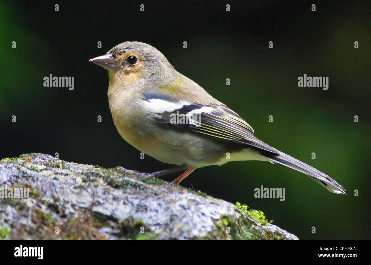 Madeira Chaffinch bird, wildlife - Madeira island, Portugal Stock Photo ...