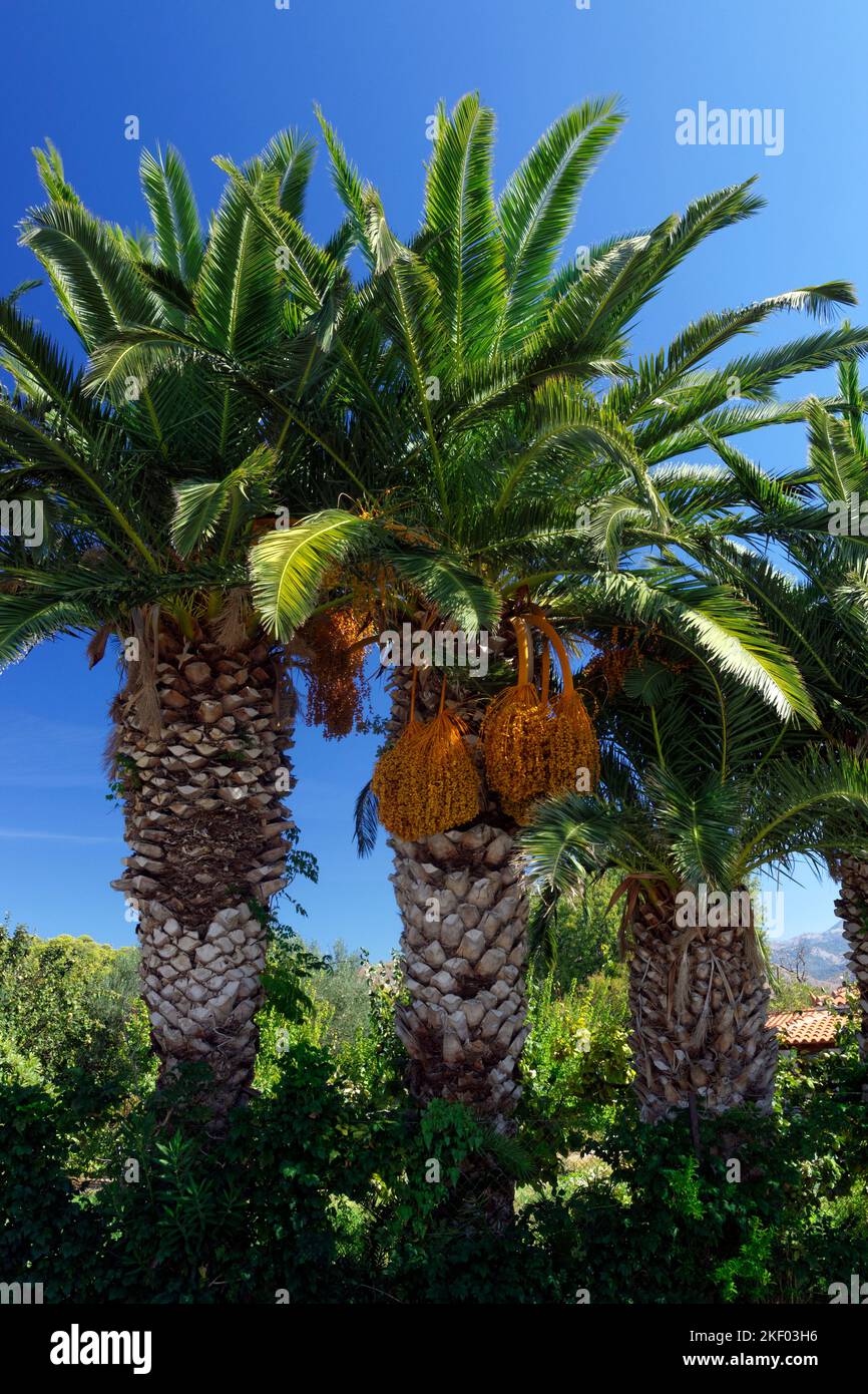 Date Palm tree Phoenix dactylifera, Molyvos or Mithymna, Lesbos ...
