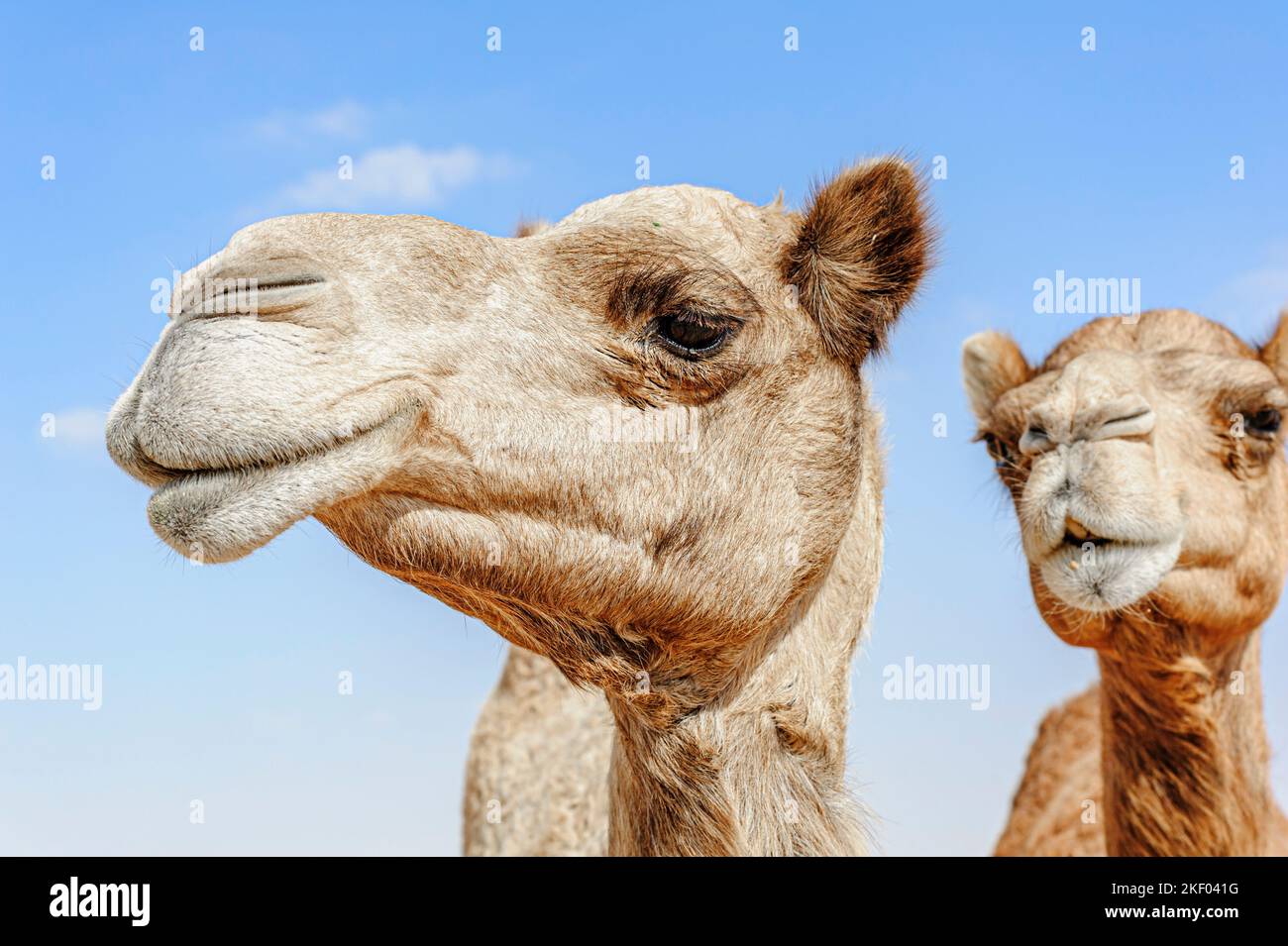 Camel Heads against blue skies, animal portrait, animal of the desert ...