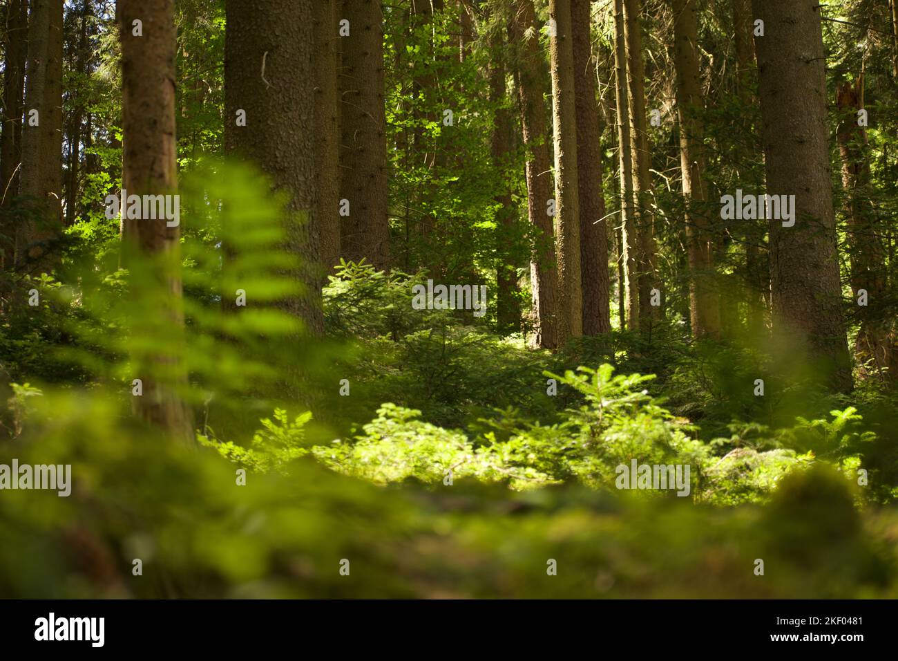 Tree Corridor in a forest Stock Photo - Alamy