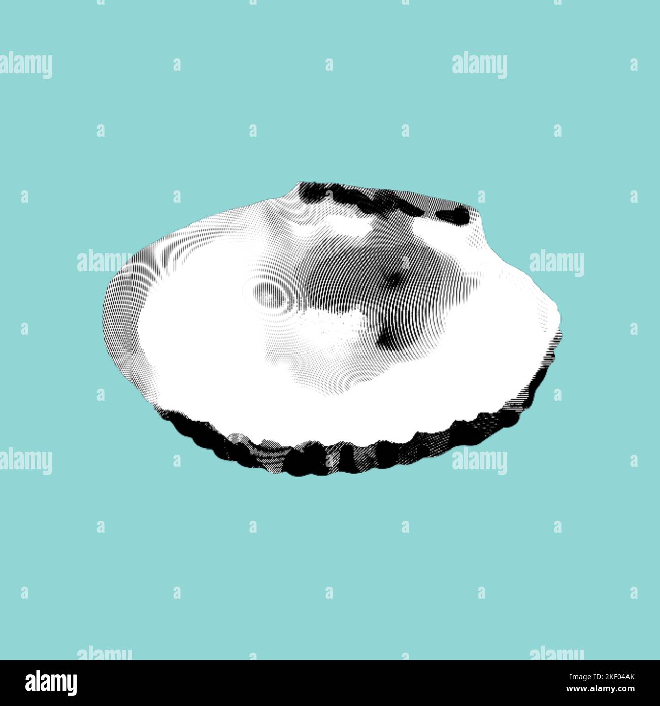 Graphic engraving of a seashell.Realistic shells illustration Stock ...