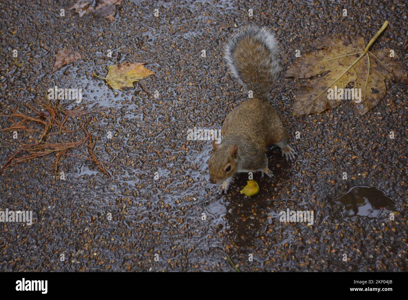 Squirrel in St James's Park, London Stock Photo - Alamy