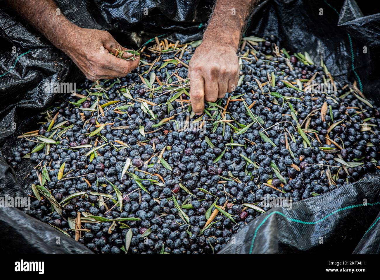 Hisham abu ali hi-res stock photography and images - Alamy
