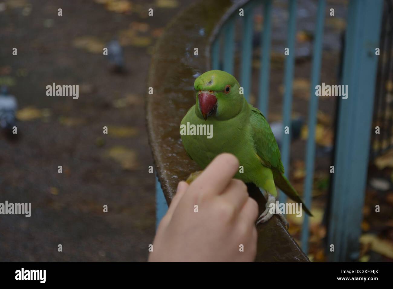 Tourists feeding a wild parakeet in St James park, London Stock Photo ...
