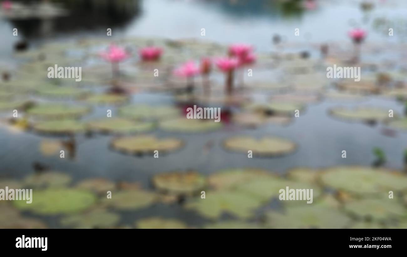 beautiful pink lotus flower with green leaves Stock Photo - Alamy