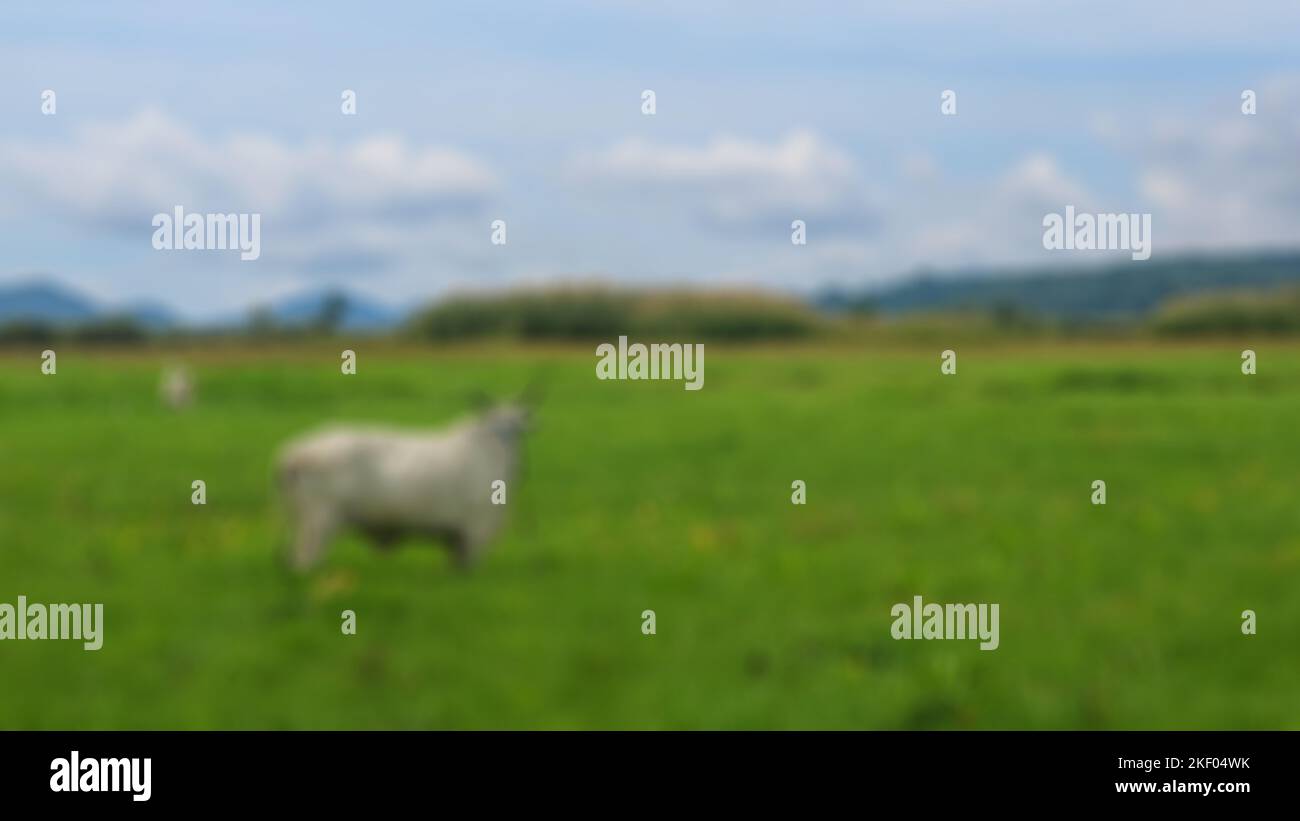cows in the middle of the rice field Stock Photo - Alamy