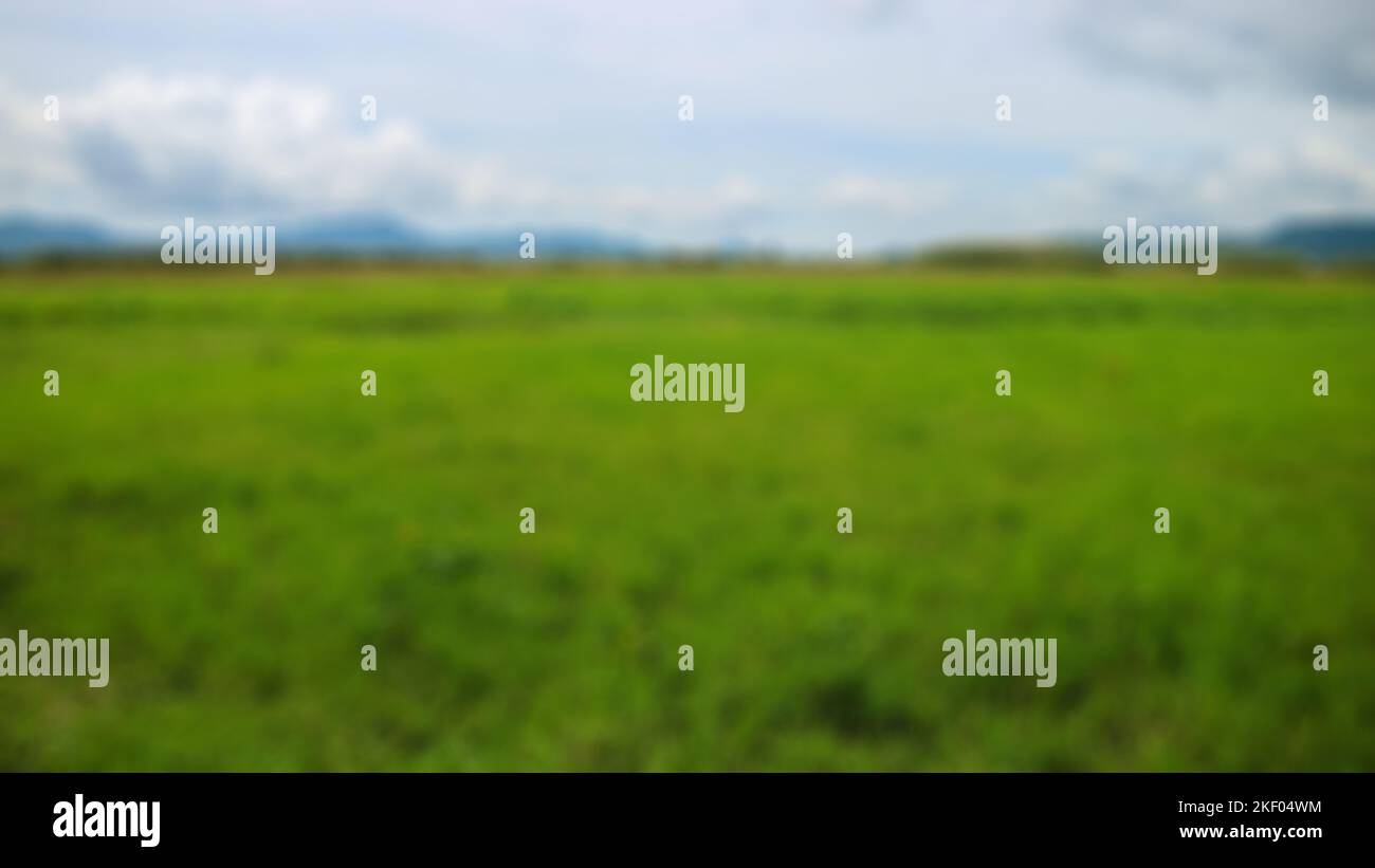 cows in the middle of the rice field Stock Photo - Alamy