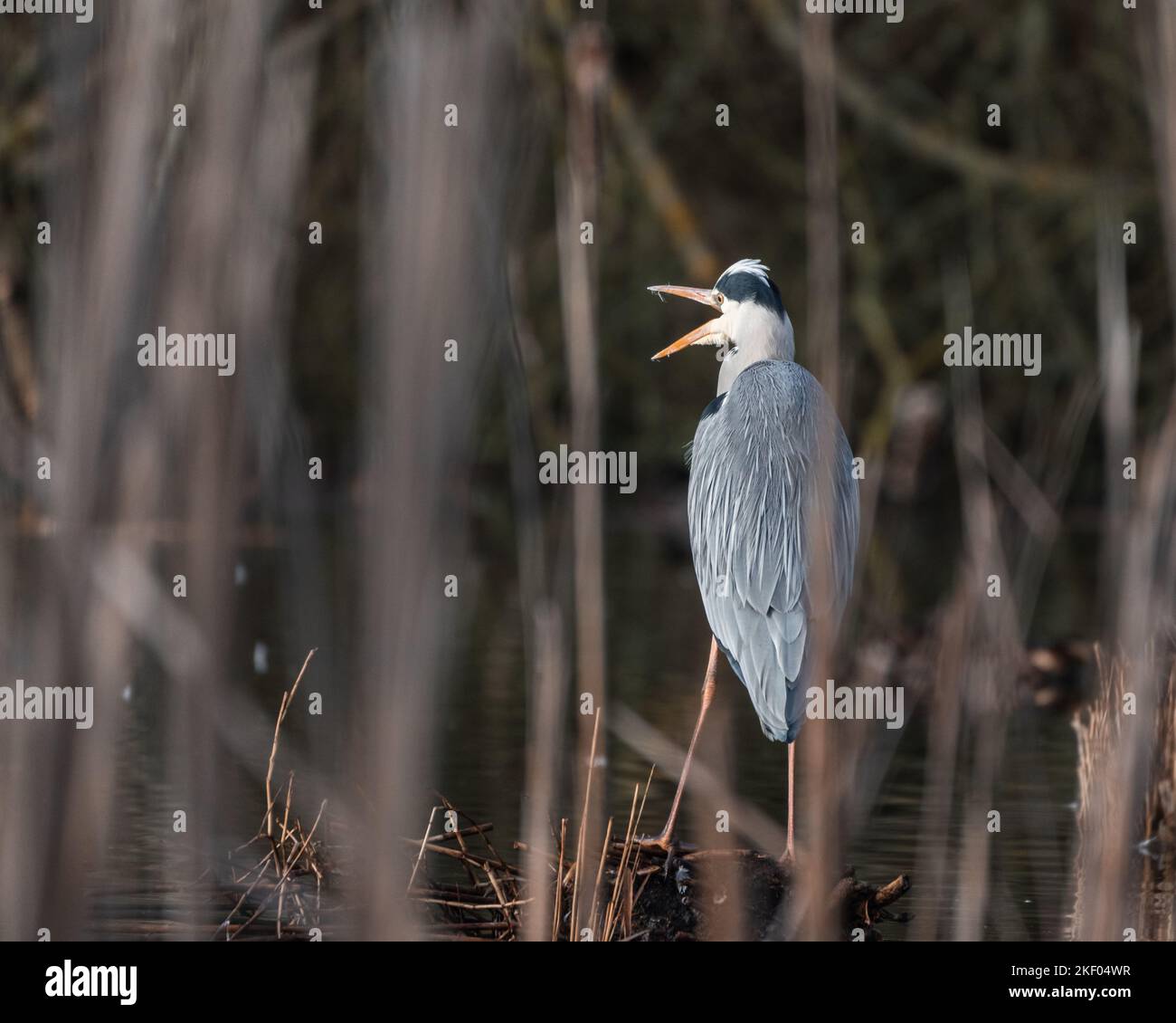A selective back view of a beautiful Gray Heron ((Ardea cinerea ...