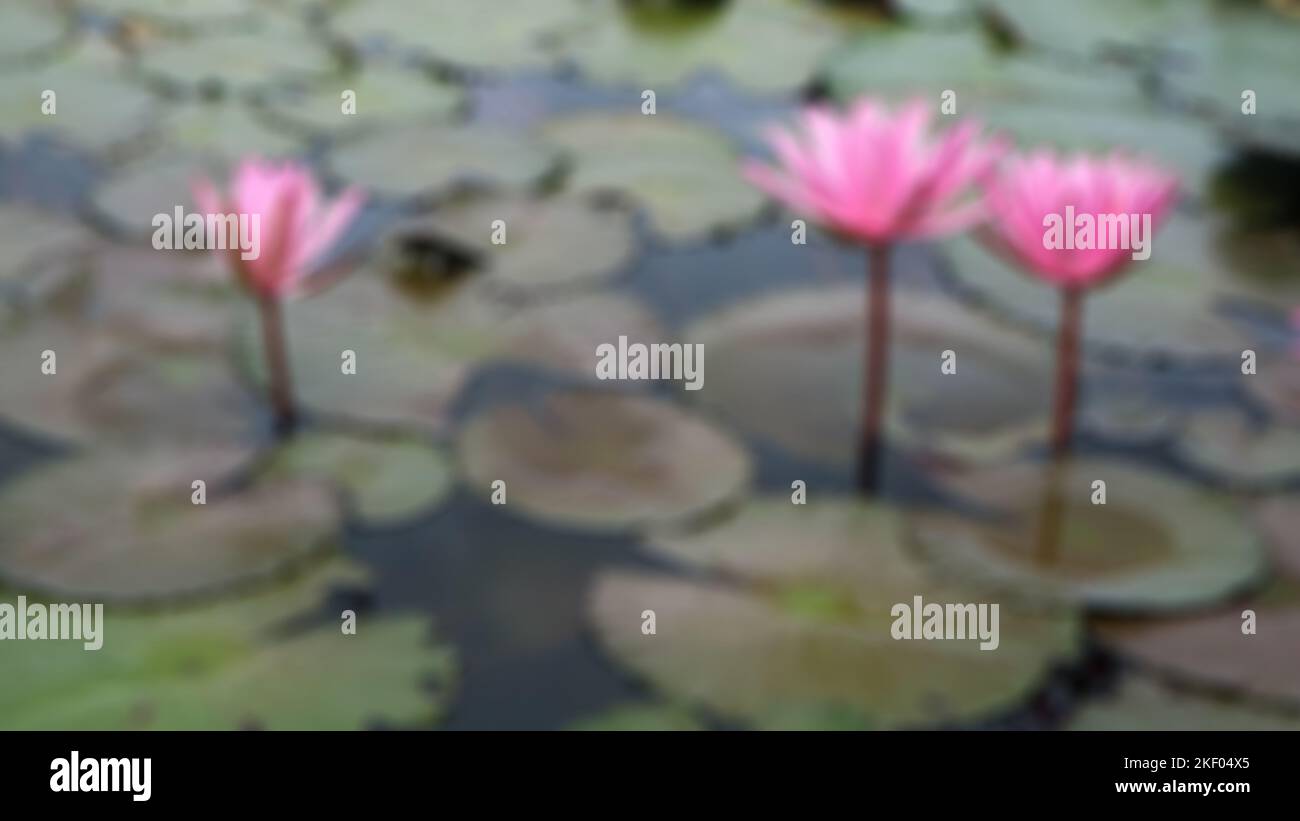 beautiful pink lotus flower with green leaves Stock Photo - Alamy