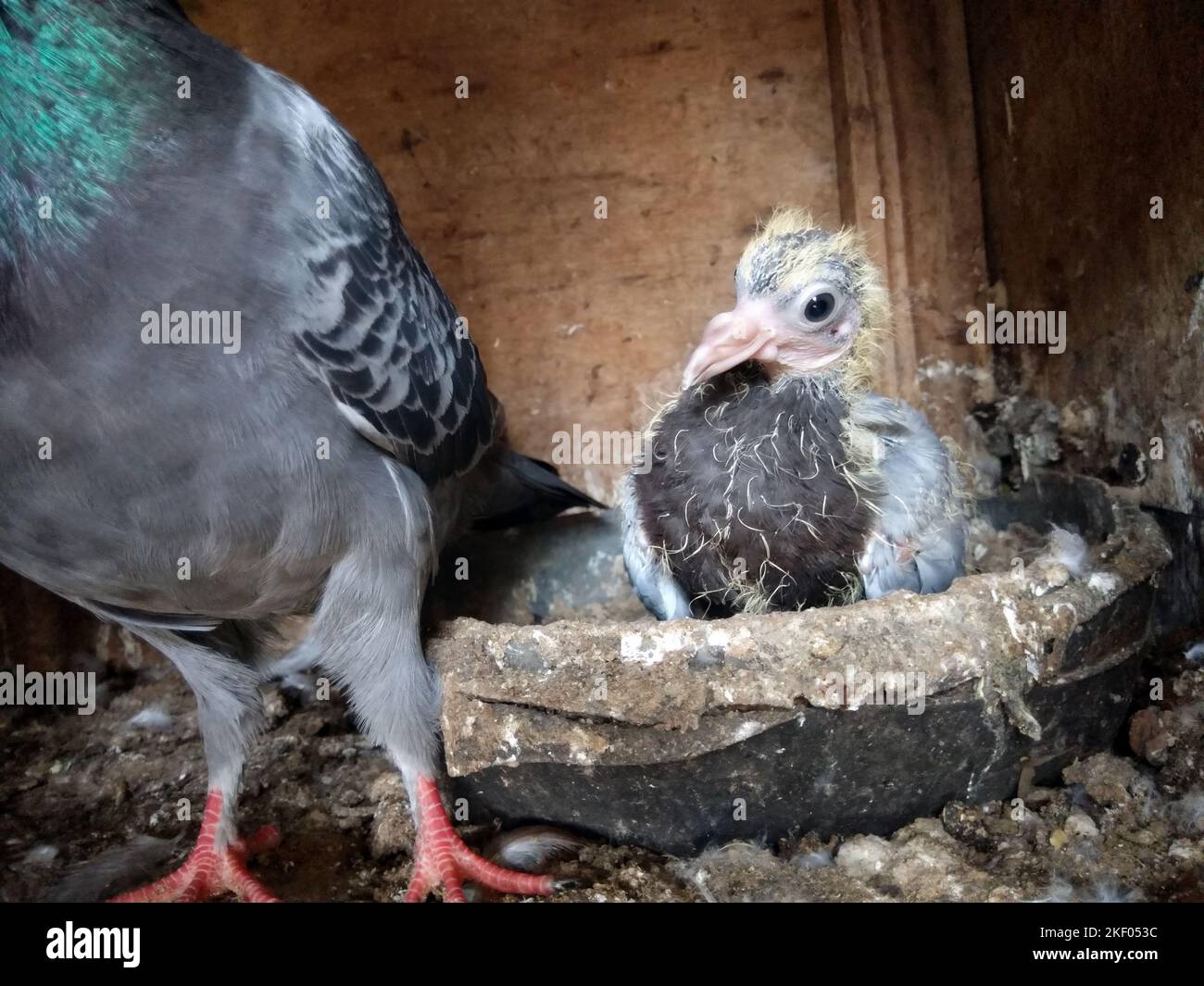 Closeup of a young pigeon chick in a nest, covered in soft downy ...