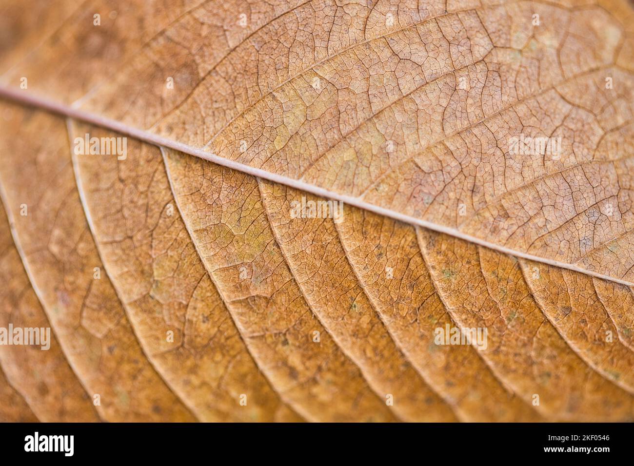 Dry leaf texture and nature background. Surface of brown leaves ...