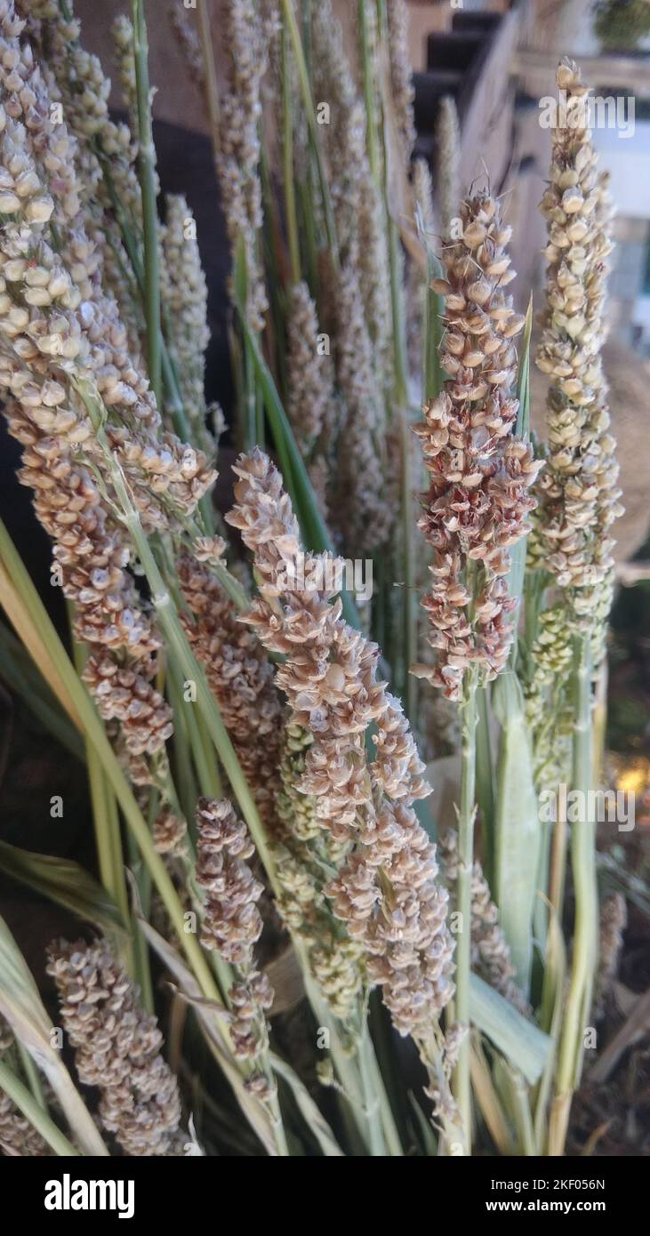 Sorghum bicolor, also called sorghum, jowar, or milo. This image ...