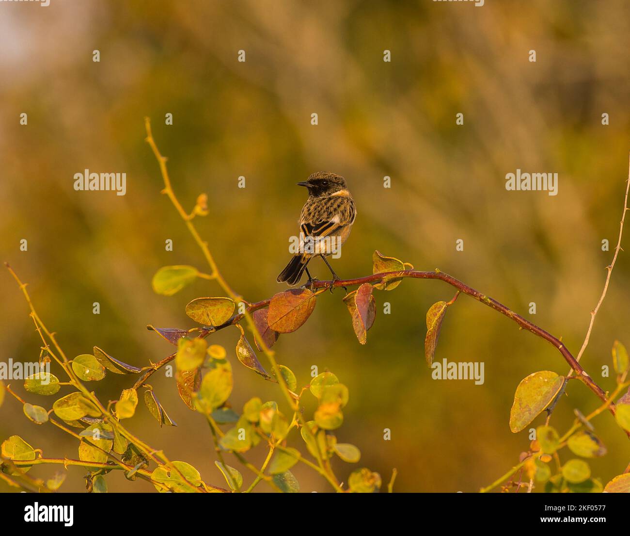 Stonechat captured in early morning light hi-res stock photography and ...