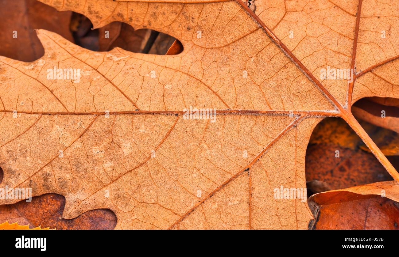 Dry leaf texture and nature background. Surface of brown leaves material. Abstract artistic ...