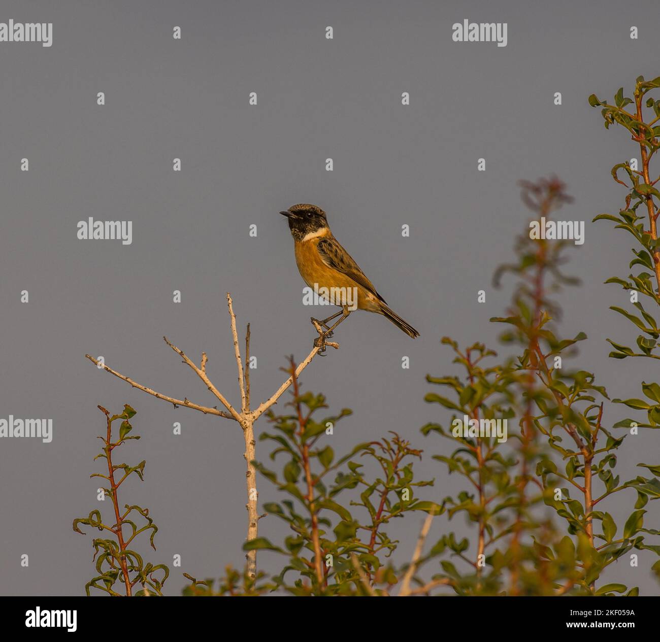 Stonechat captured in early morning light hi-res stock photography and ...