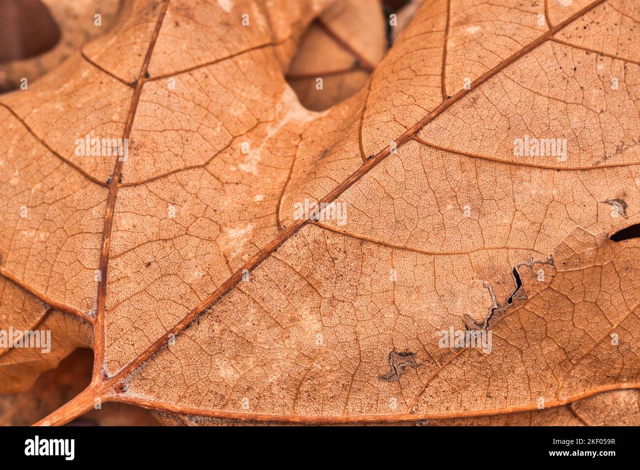 Dry leaf texture and nature background. Surface of brown leaves ...