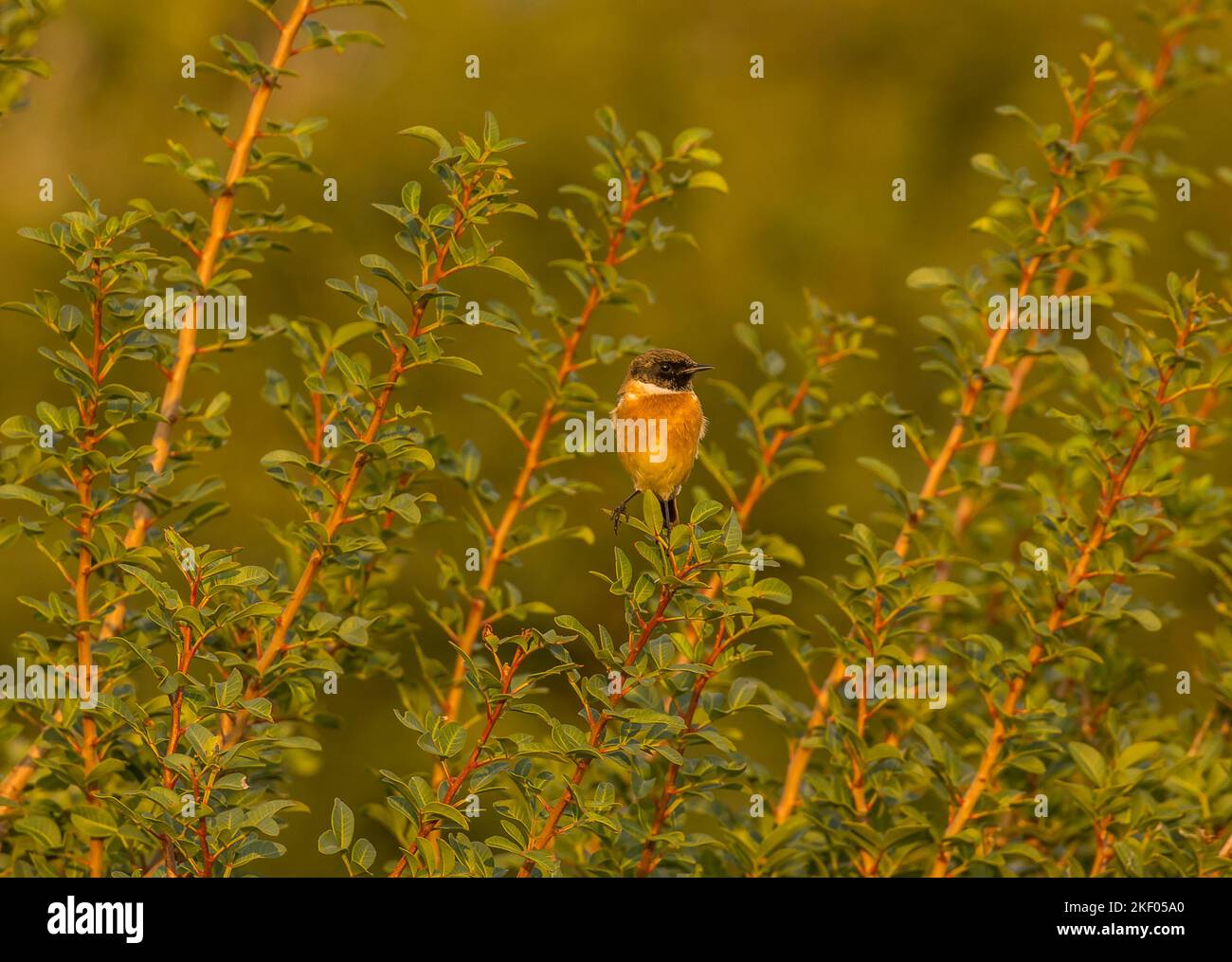 Stonechat captured in early morning light hi-res stock photography and ...