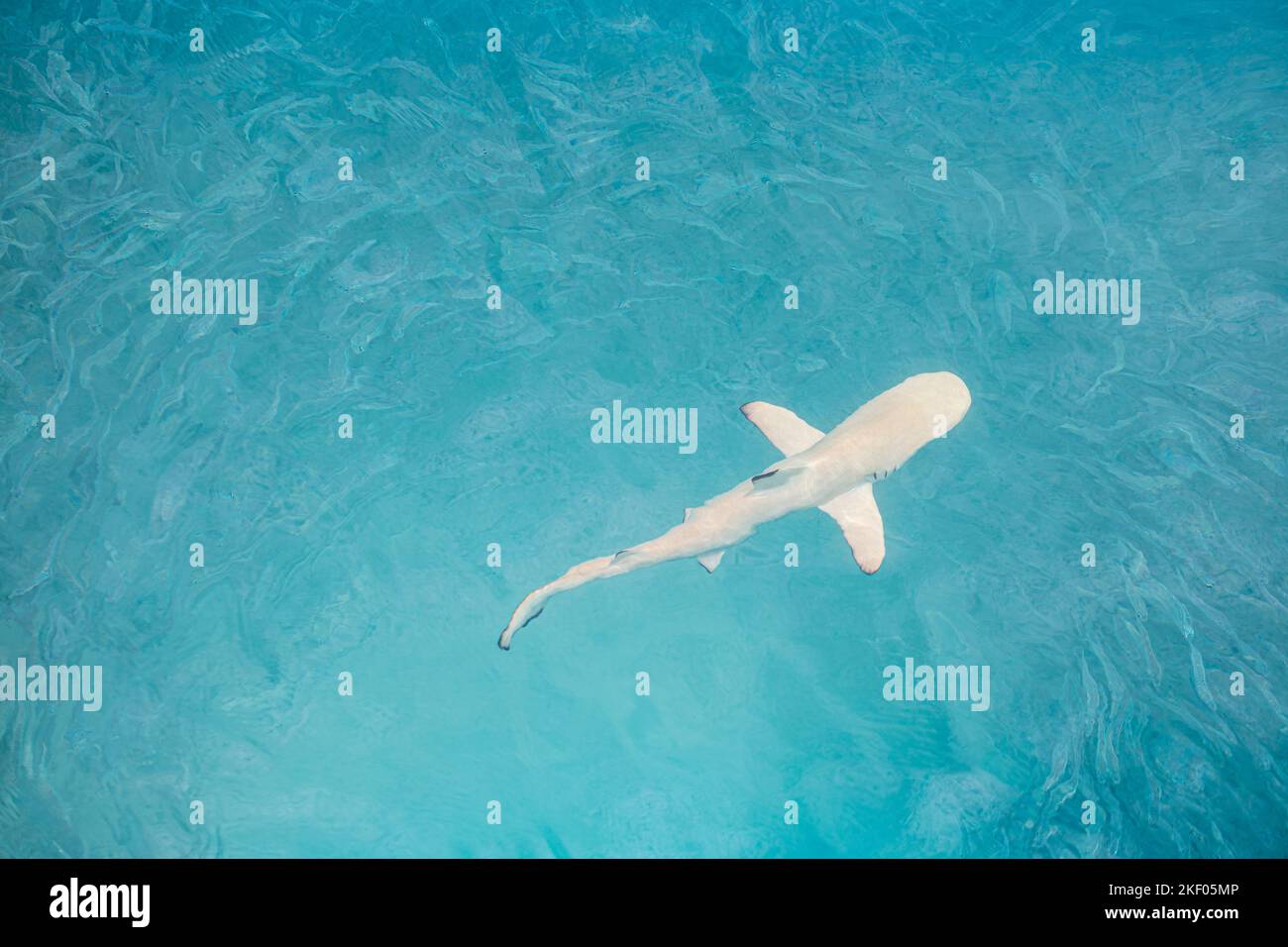 Blacktip Reef Shark hunting in a shoal of fish. Sea life ecosystem ...