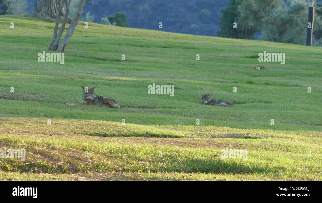 Los Angeles, California, USA 10th November 2022 Coyotes at Mount Sinai ...