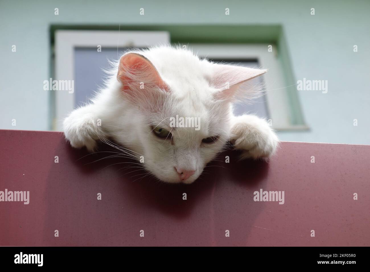 Cute white kitten bending over roof edge looking downwards Stock Photo ...