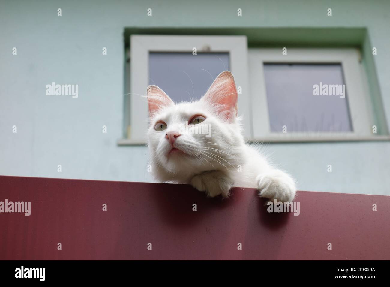 White cat lying on a roof with paws on the edge looking in the distance ...