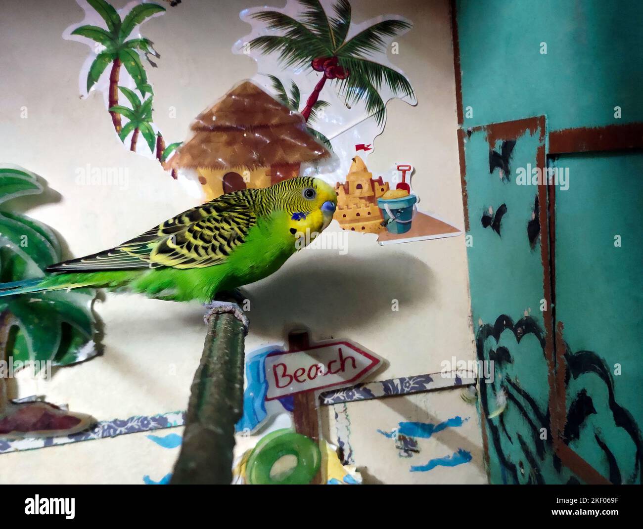 Affectionate avian (Love bird) perched upon a rod within an enclosure ...