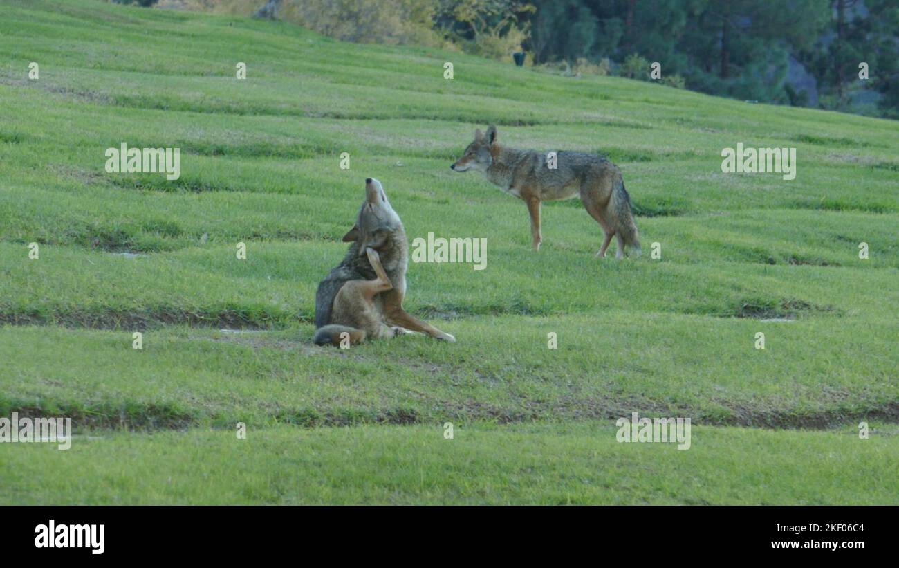 Los Angeles, California, USA 10th November 2022 Coyotes at Mount Sinai ...